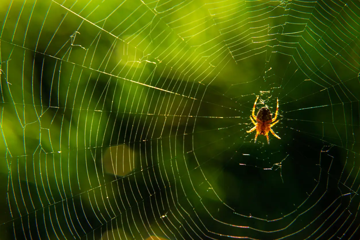 Spider Barrier and Pest Control Services in Idaho - Lawn Master Idaho