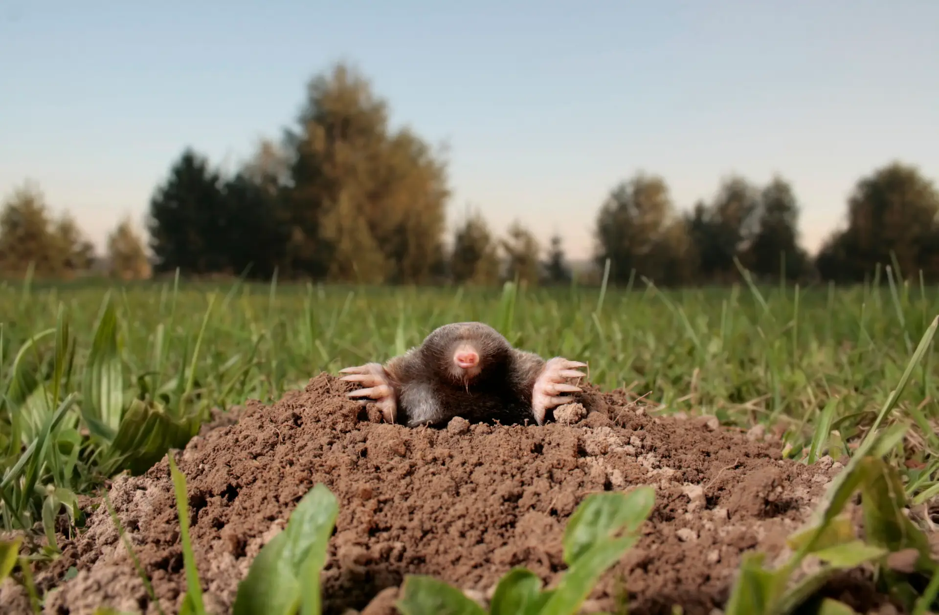 Understanding the Pest Threat - Lawn Master Idaho Understanding the Pest Threat - Lawn Master Idaho